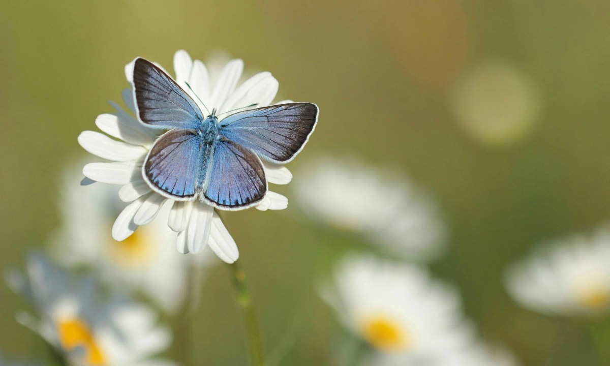 Winged emissaries – Jessica Hellmann